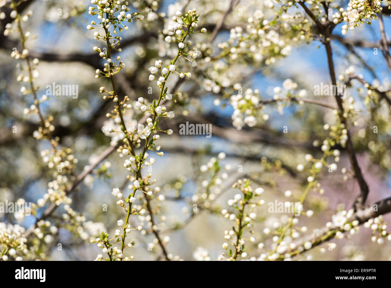 Spring Blossom Tree Branches With White Flowers Stock Photo - Alamy