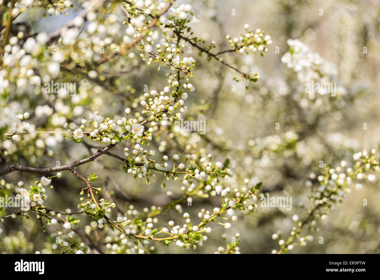 Spring Blossom Tree Branches With White Flowers Stock Photo - Alamy
