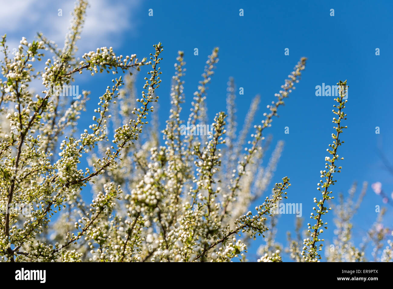 Spring Blossom Tree Branches With White Flowers Stock Photo - Alamy