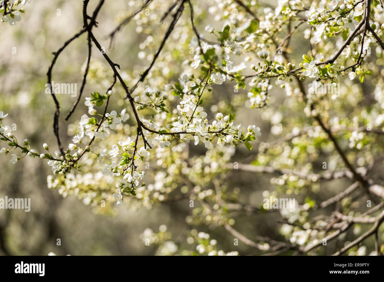 Spring Blossom Tree Branches With White Flowers Stock Photo - Alamy