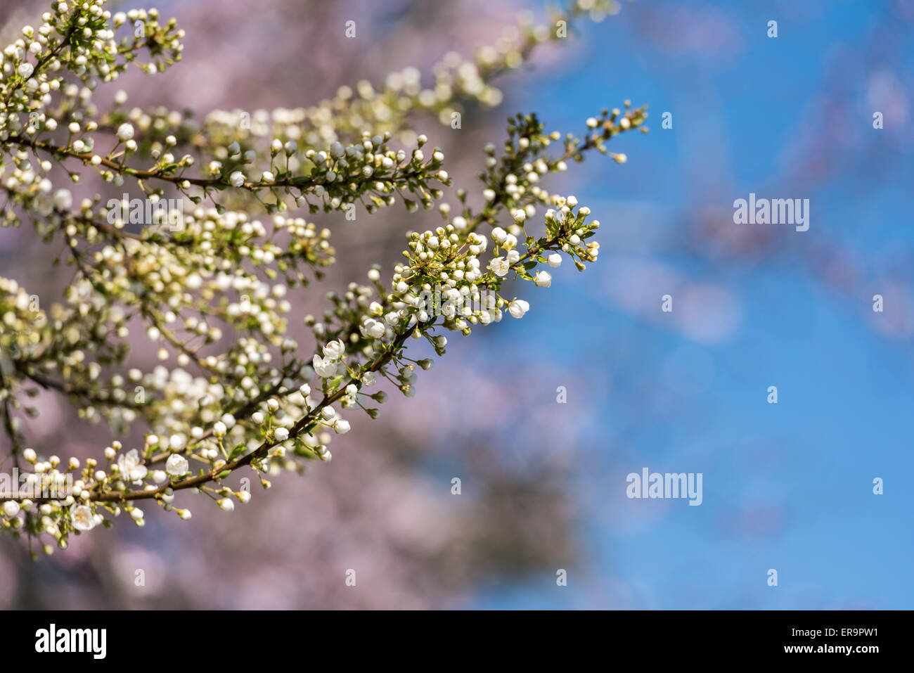 Spring Blossom Tree Branches With White Flowers Stock Photo - Alamy