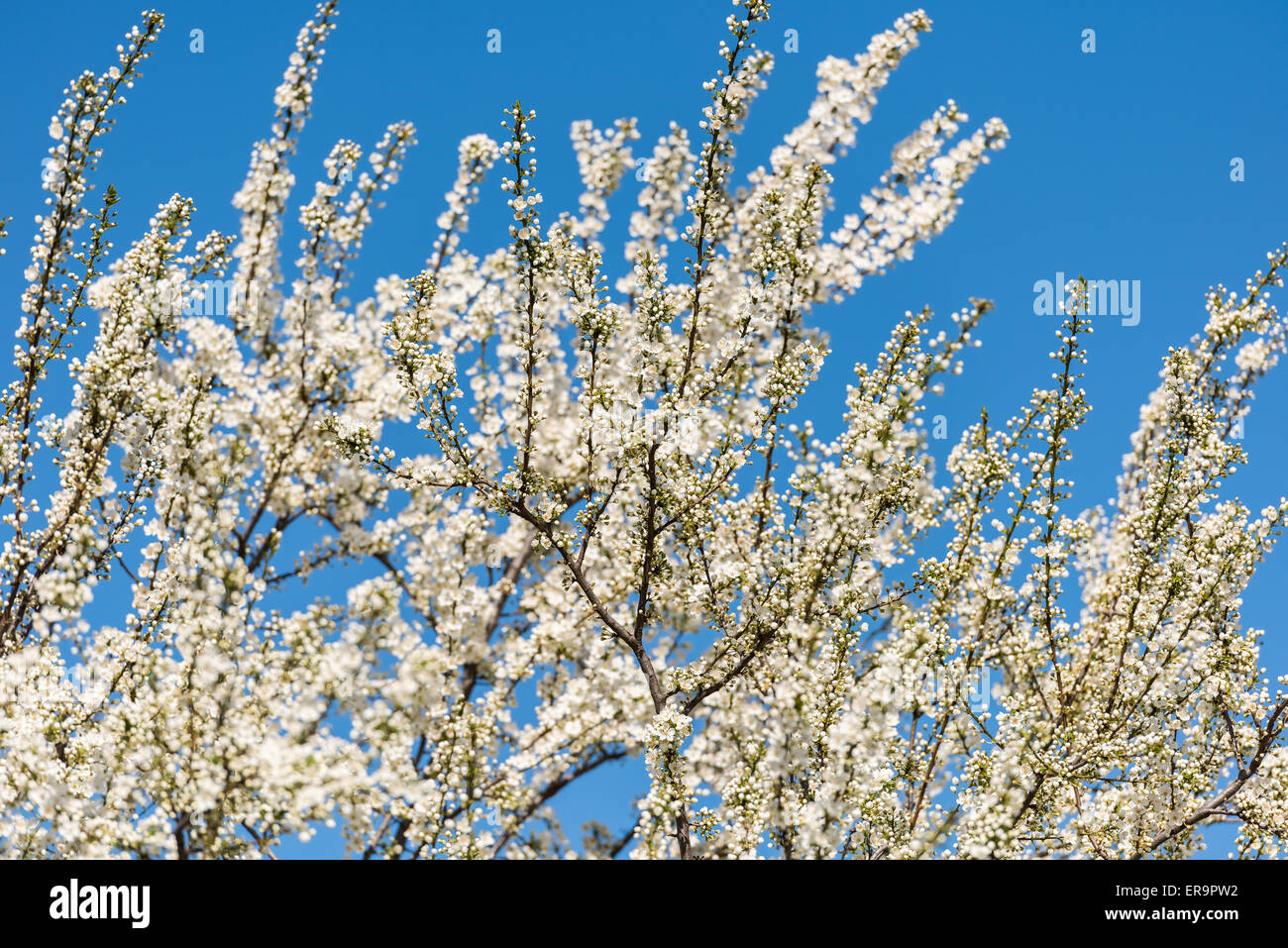 Spring Blossom Tree Branches With White Flowers Stock Photo - Alamy