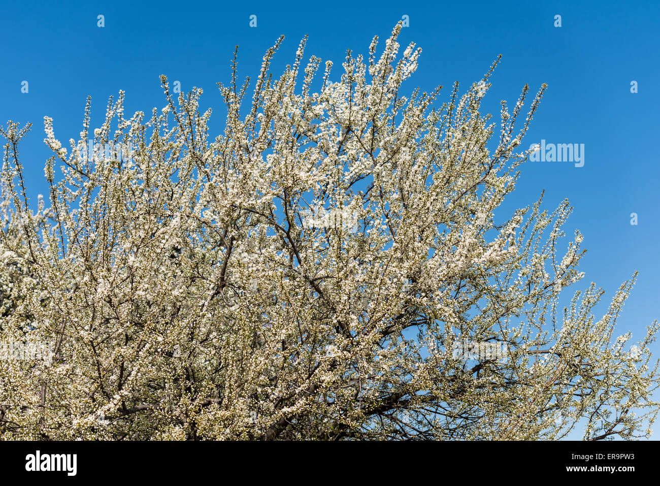 Spring Blossom Tree Branches With White Flowers Stock Photo - Alamy