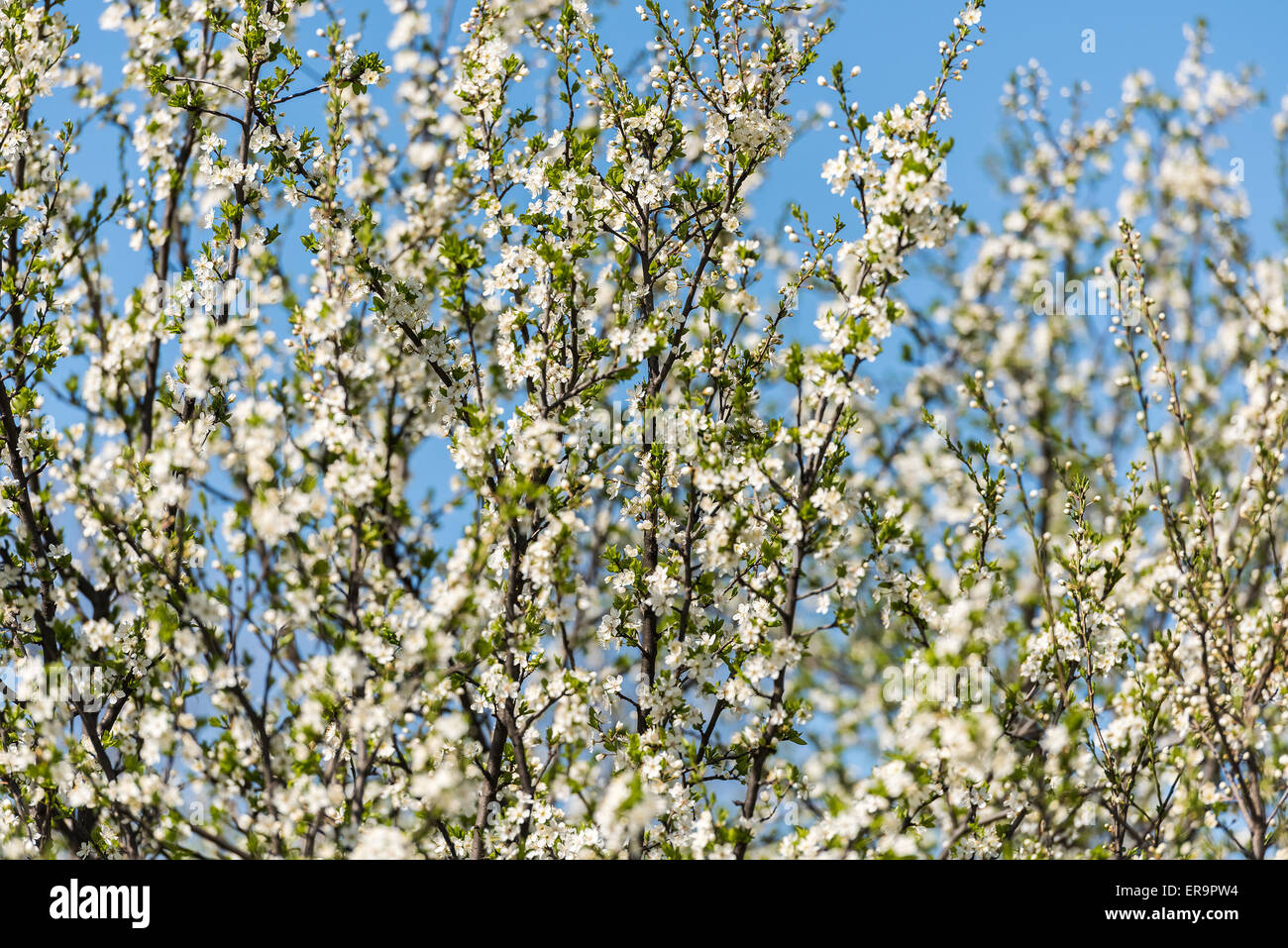 Spring Blossom Tree Branches With White Flowers Stock Photo - Alamy