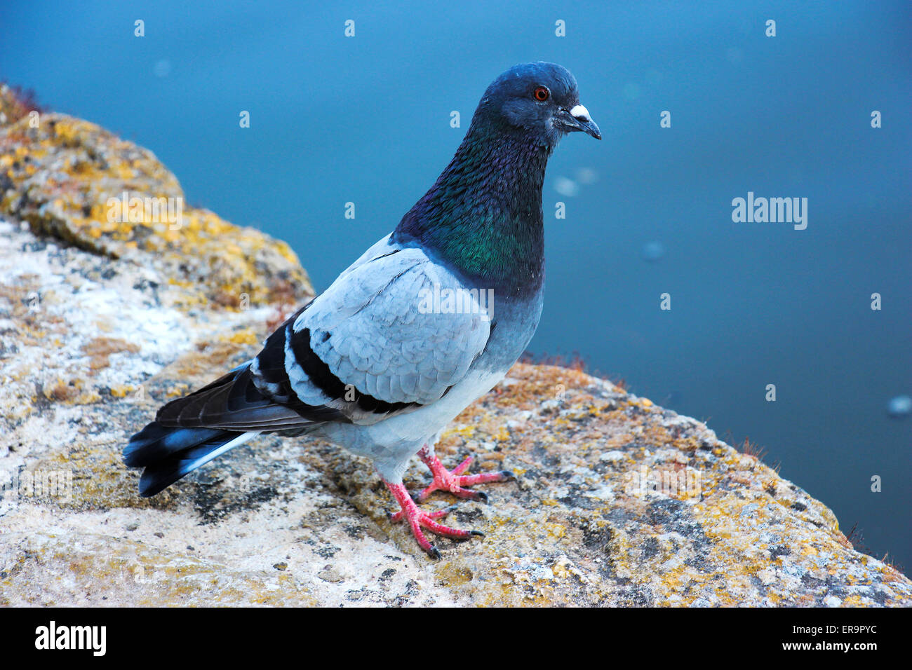 Birds of israel hi-res stock photography and images - Alamy