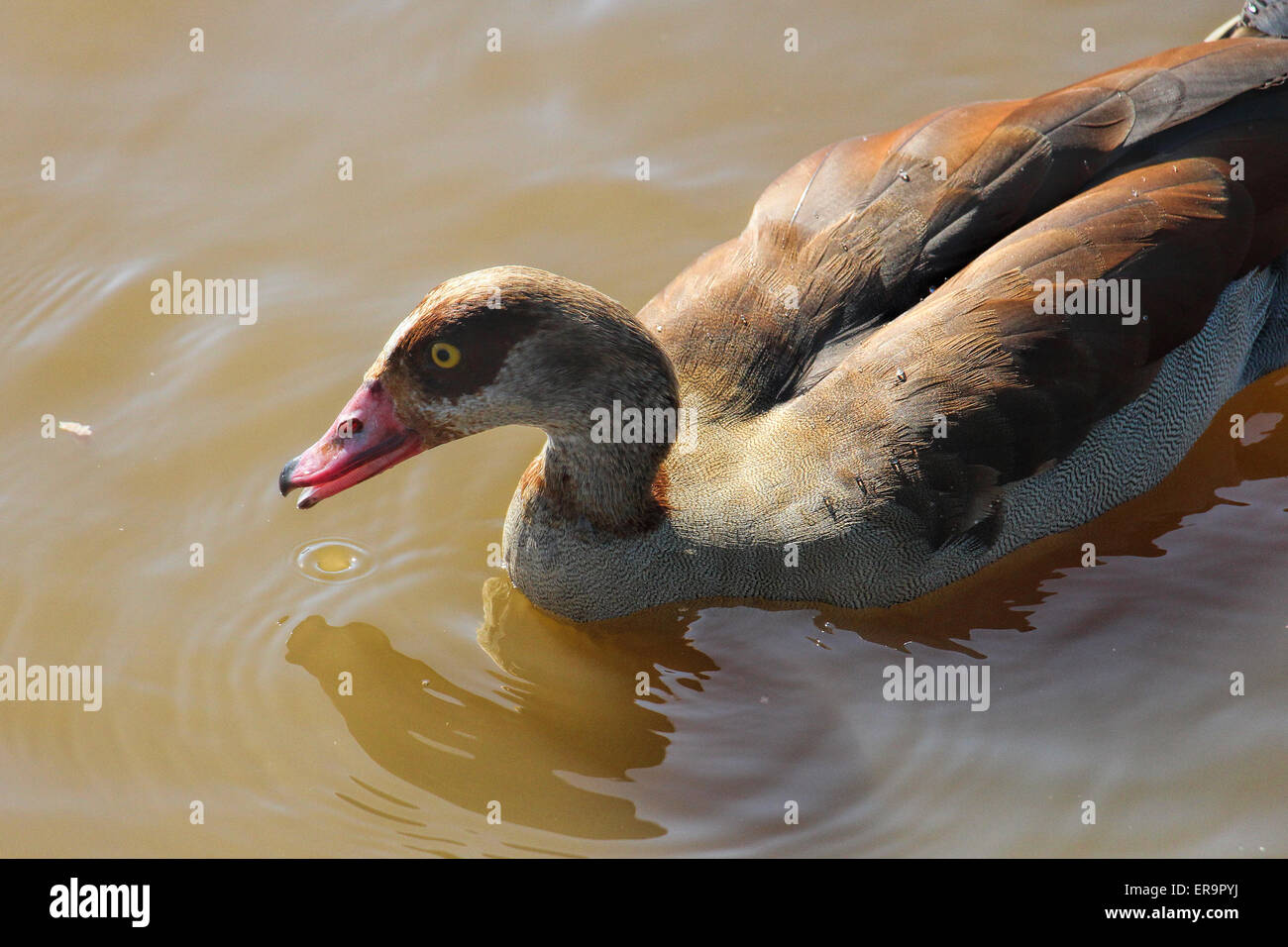 Egyptian duck at water hi-res stock photography and images - Alamy