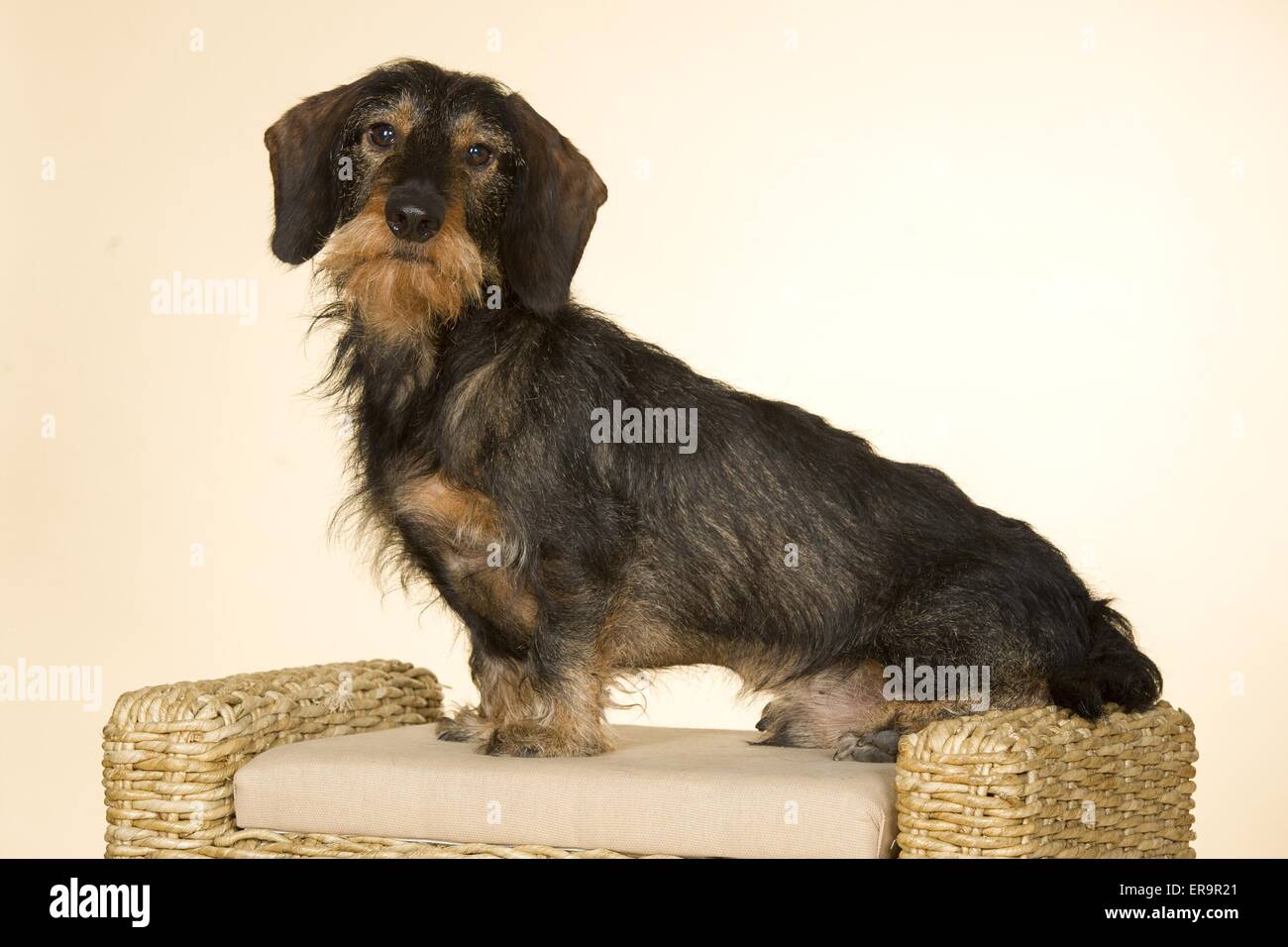 sitting wirehaired teckel Stock Photo - Alamy