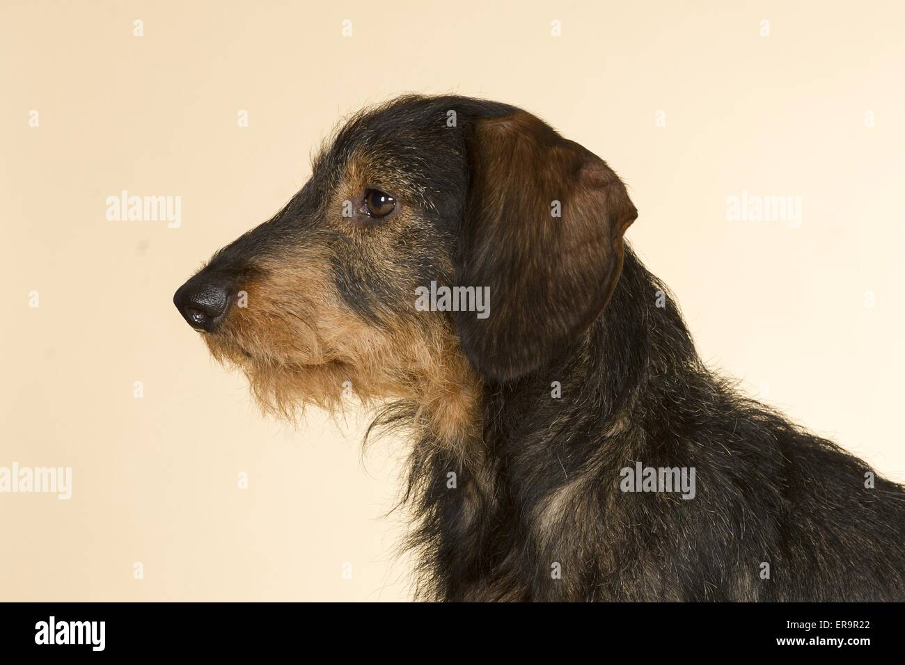wirehaired teckel portrait Stock Photo - Alamy