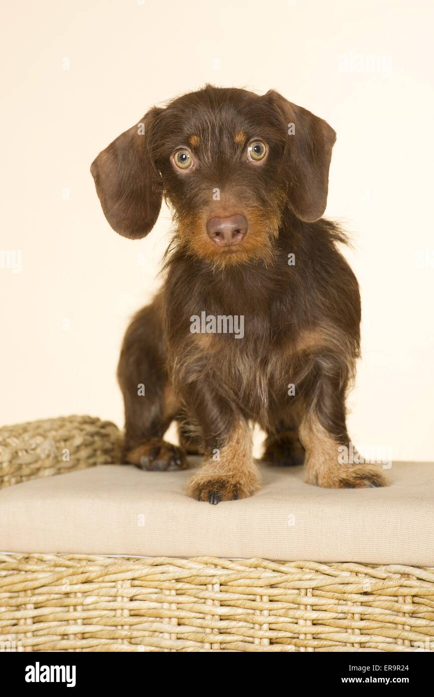 sitting wirehaired teckel Stock Photo - Alamy