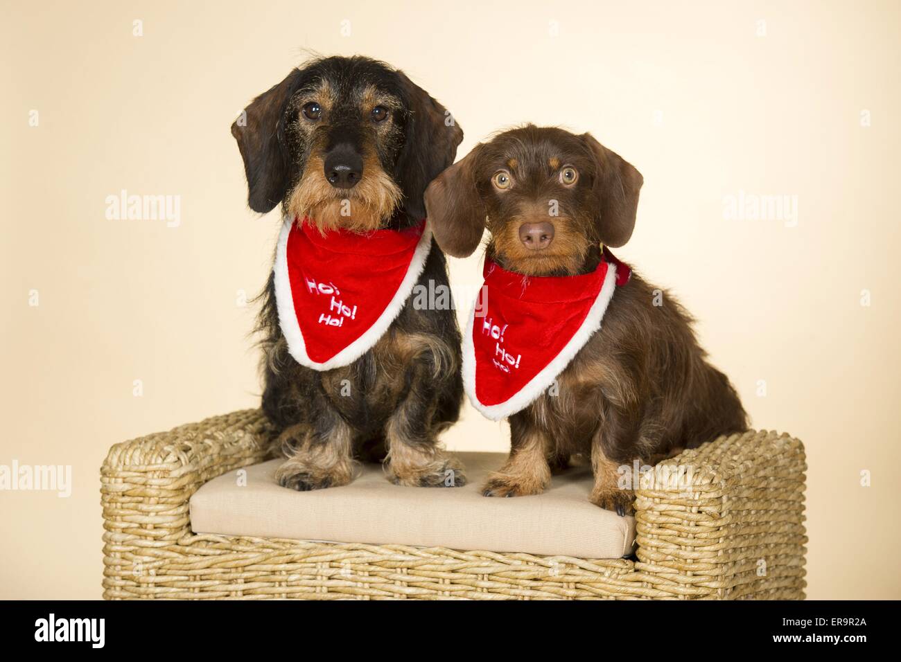 2 wirehaired teckel Stock Photo - Alamy