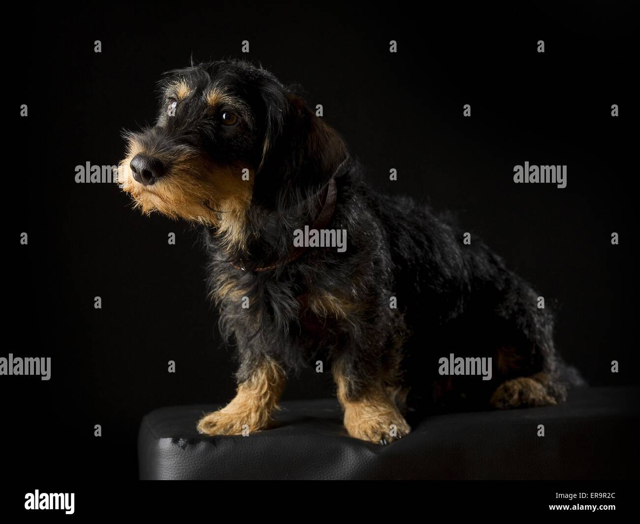 sitting wirehaired teckel Stock Photo - Alamy