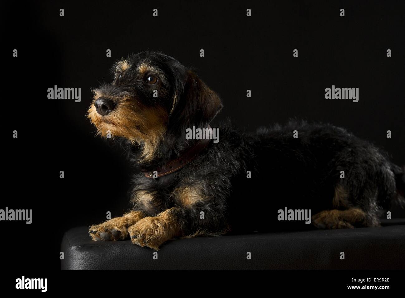lying wirehaired teckel Stock Photo - Alamy