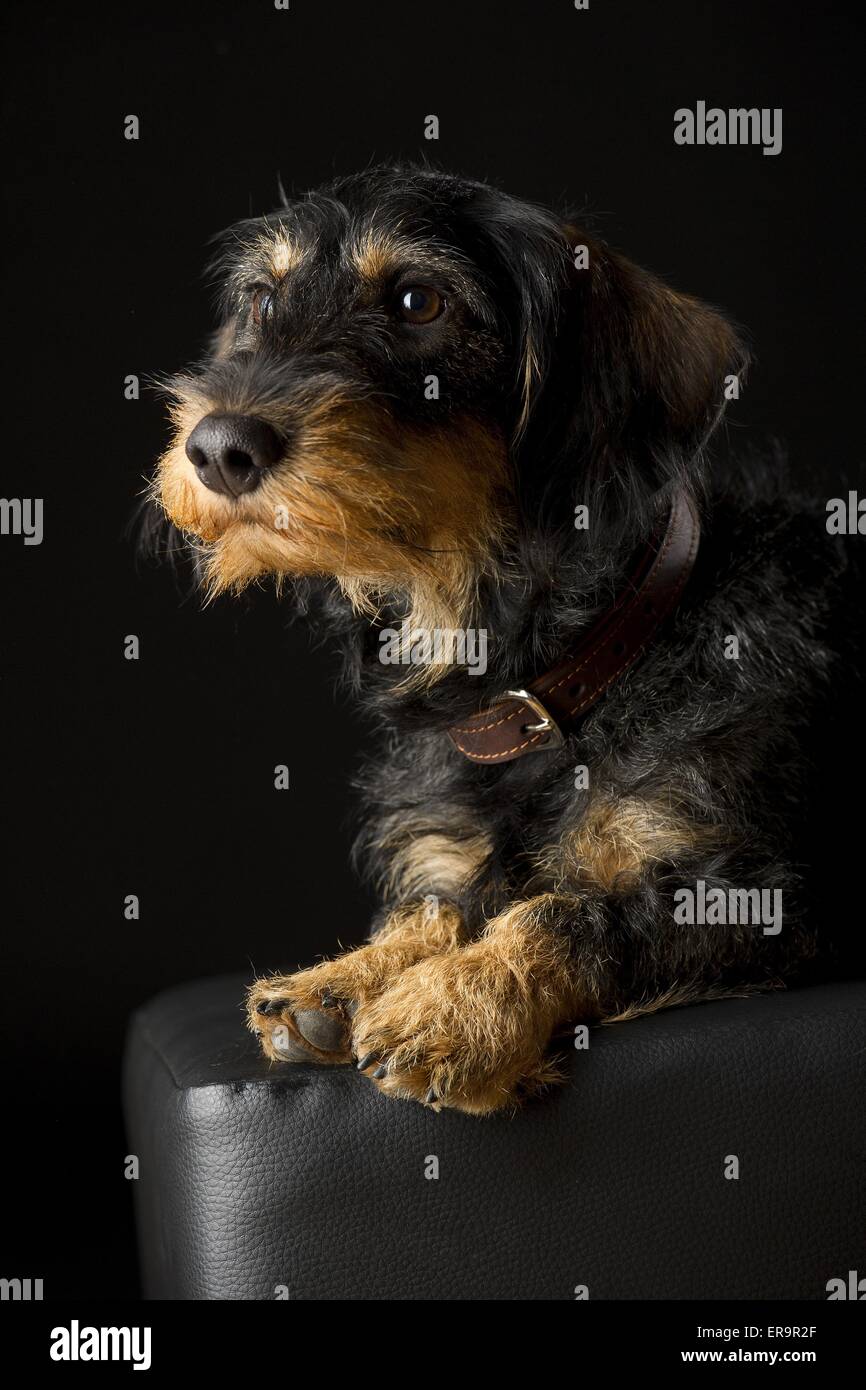 lying wirehaired teckel Stock Photo - Alamy