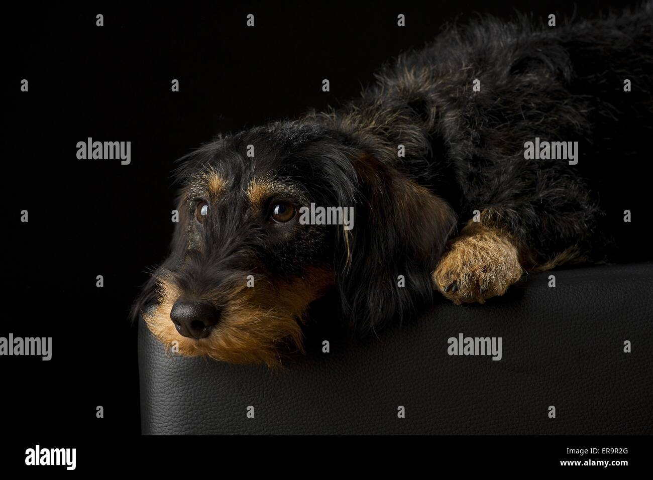 lying wirehaired teckel Stock Photo - Alamy