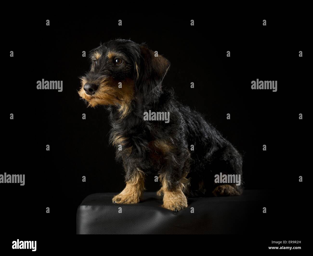 sitting wirehaired teckel Stock Photo - Alamy