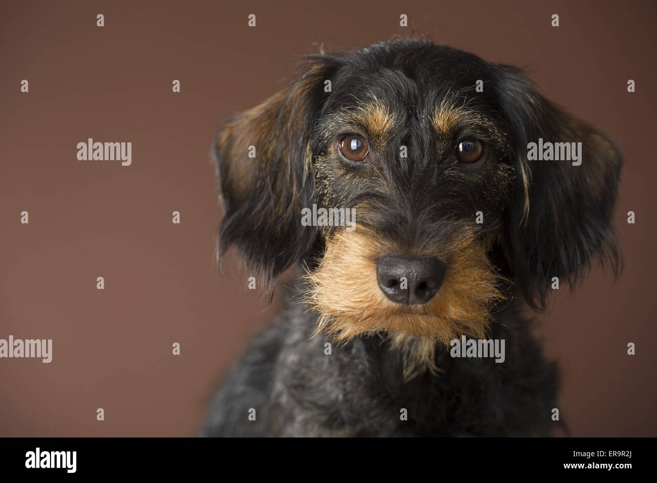 wirehaired teckel portrait Stock Photo - Alamy