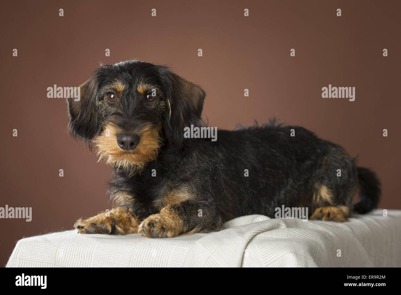 lying wirehaired teckel Stock Photo - Alamy
