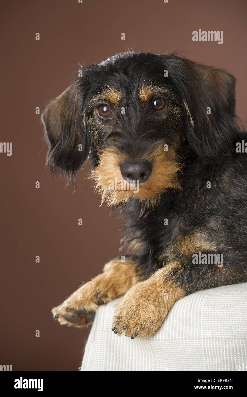 lying wirehaired teckel Stock Photo - Alamy