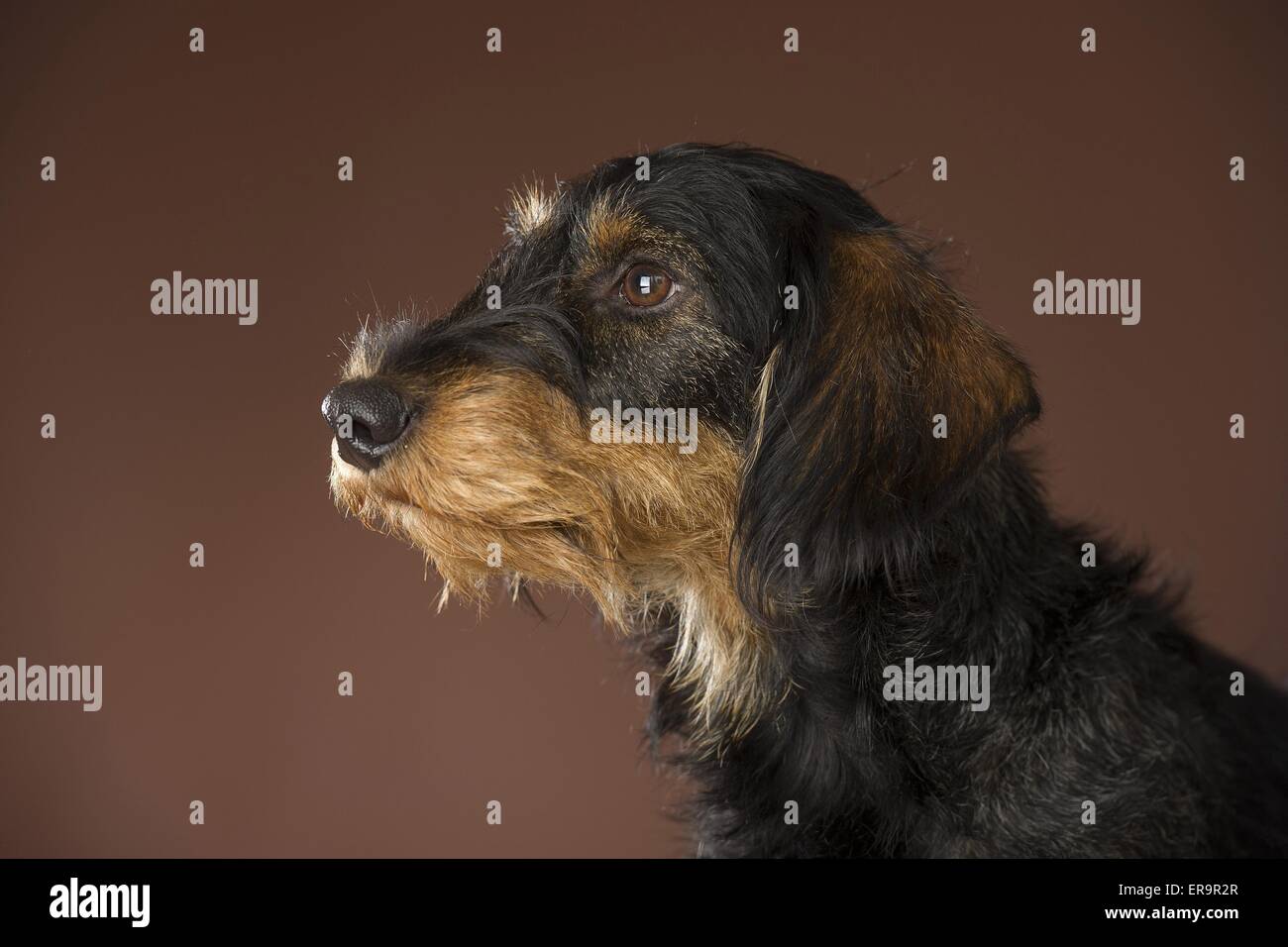 Brown wire haired dachshund dog portrait hi-res stock photography and ...