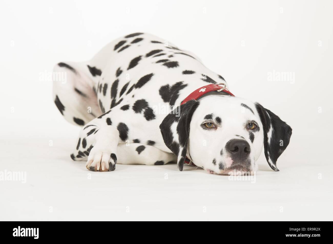 Dalmatian rests hi-res stock photography and images - Alamy