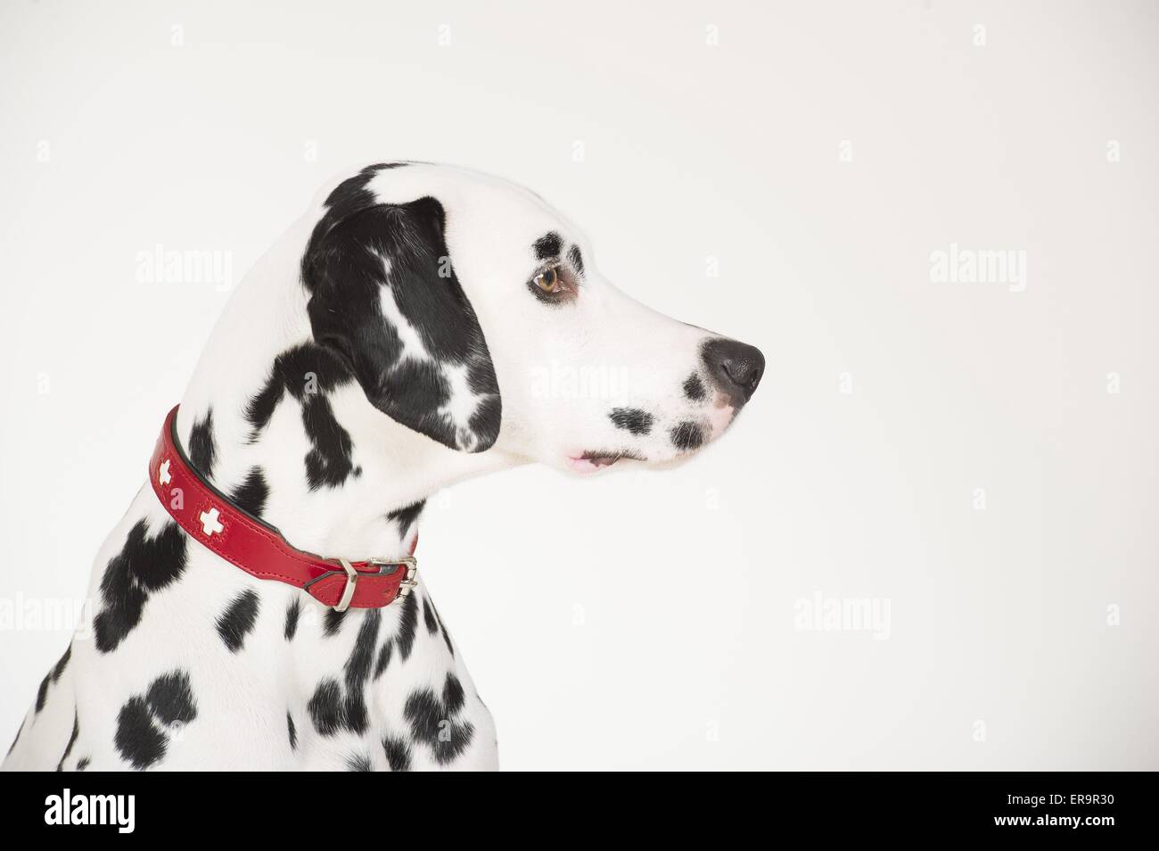 Portrait dog dalmatian side view hi-res stock photography and images ...