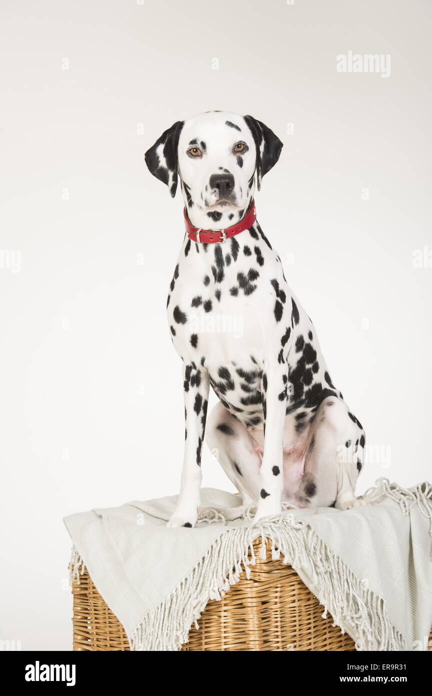 Spotty black and white dalmatian sitting hi-res stock photography and ...