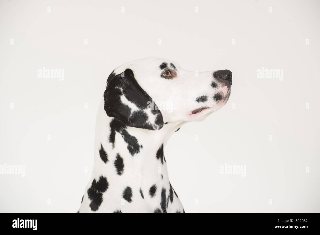 Portrait dog dalmatian side view hi-res stock photography and images ...
