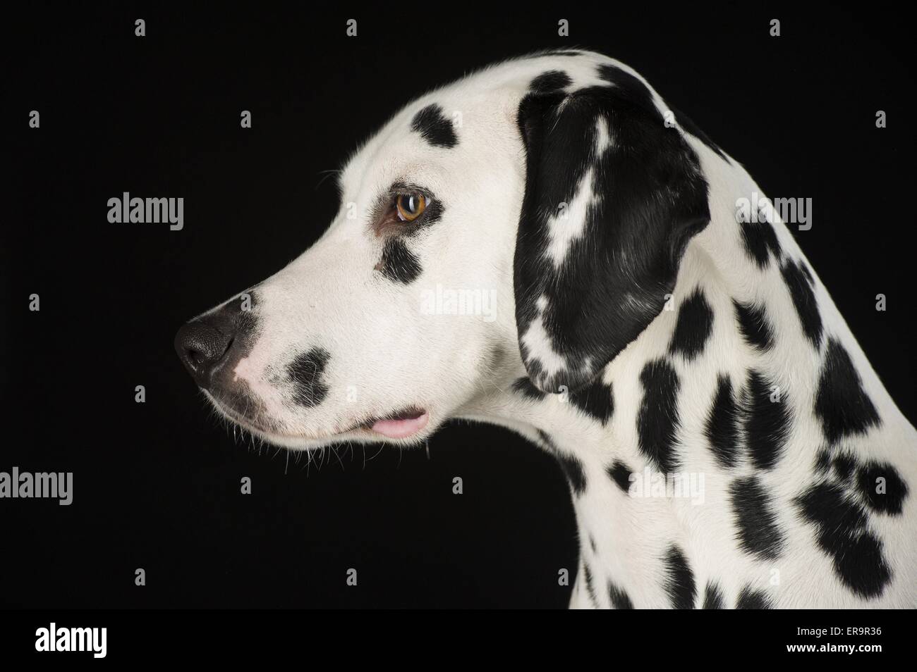 Portrait dog dalmatian side view hi-res stock photography and images ...