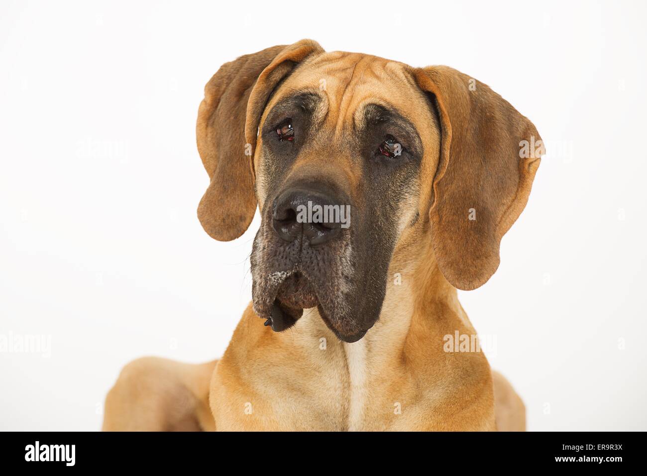 Great Dane portrait Stock Photo - Alamy