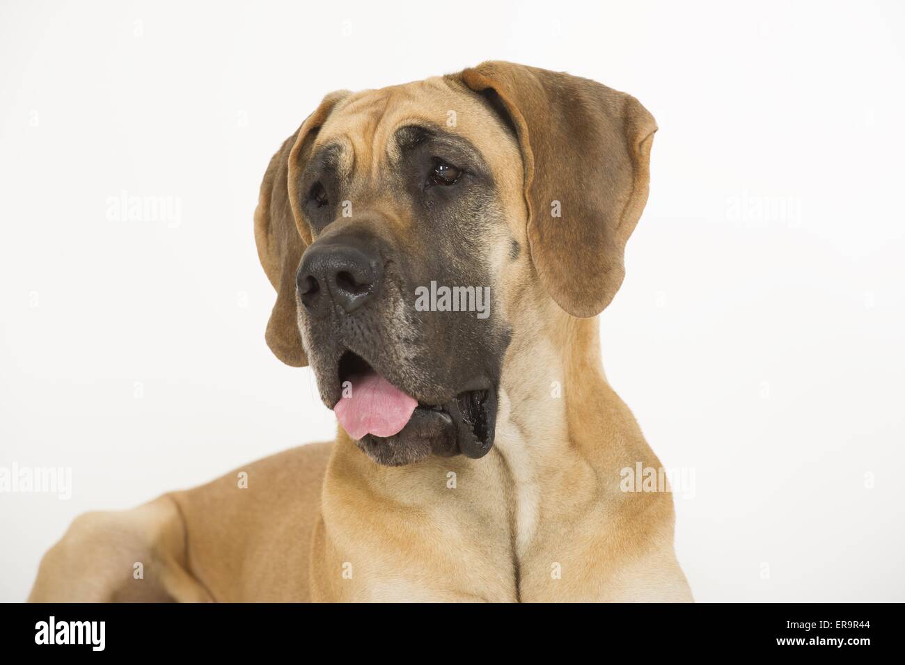 Great Dane portrait Stock Photo - Alamy