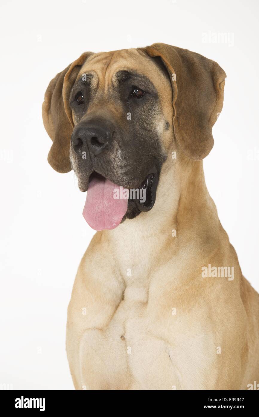 Great Dane portrait Stock Photo - Alamy