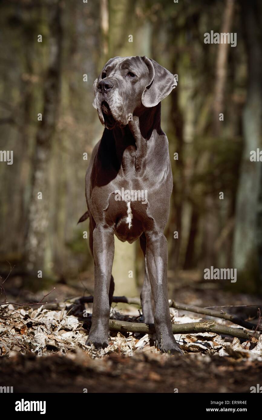 Dane’s wood hi-res stock photography and images - Alamy