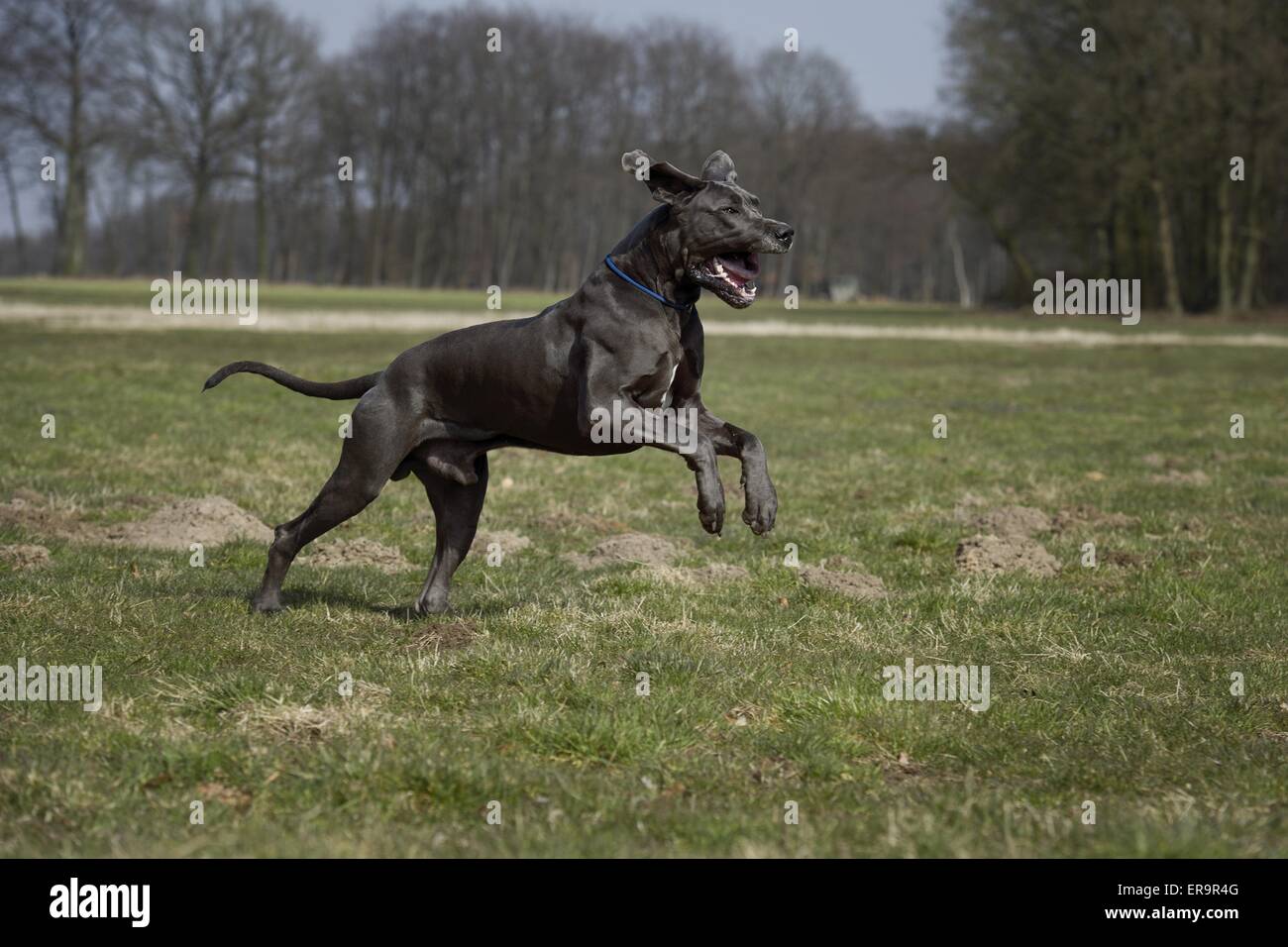 running Great Dane Stock Photo - Alamy