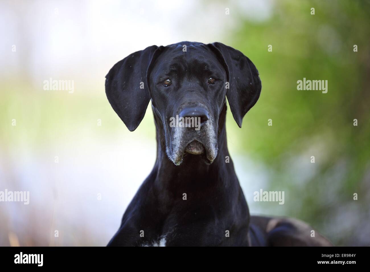 Great Dane portrait Stock Photo - Alamy