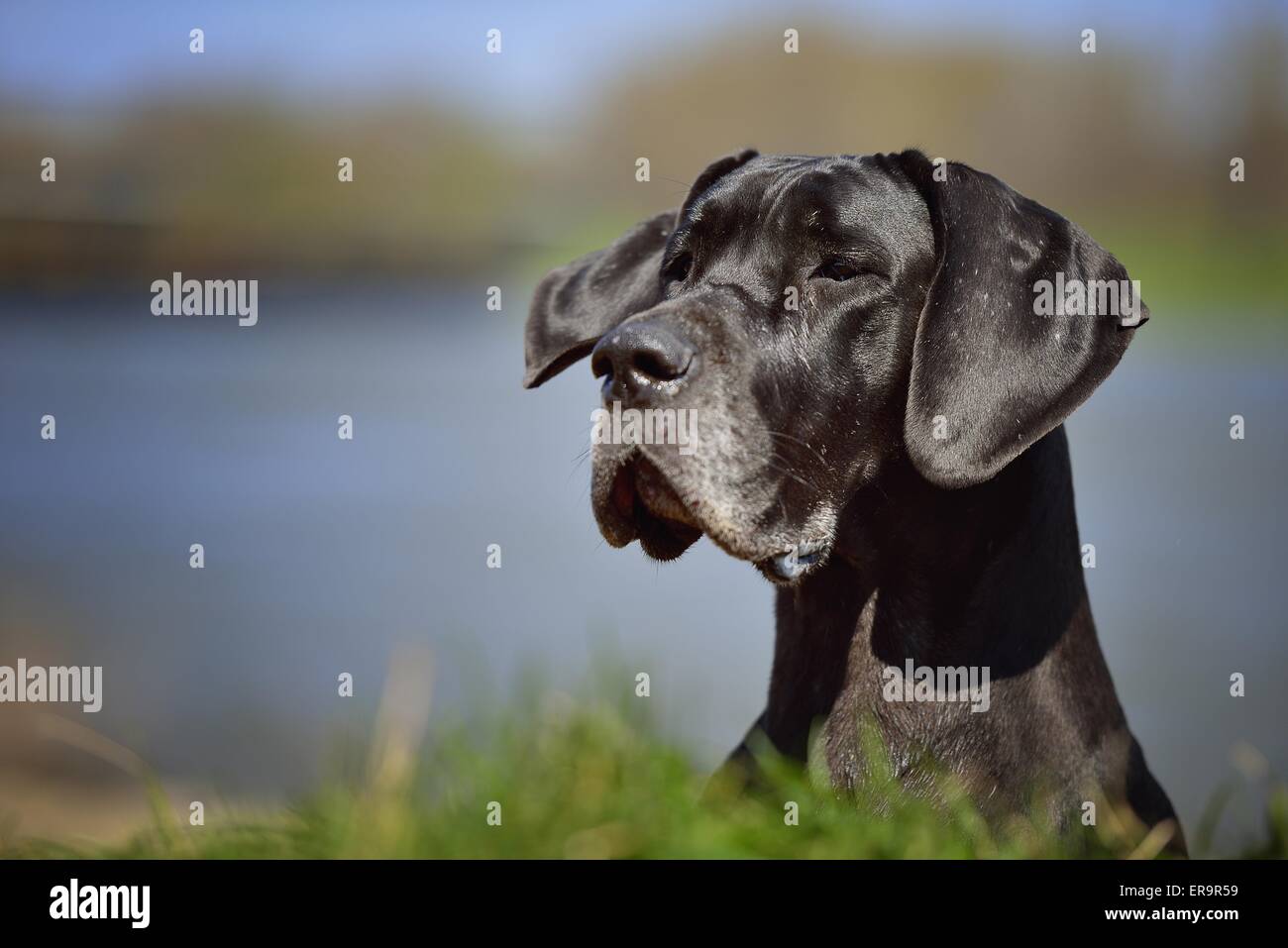 Great Dane portrait Stock Photo - Alamy