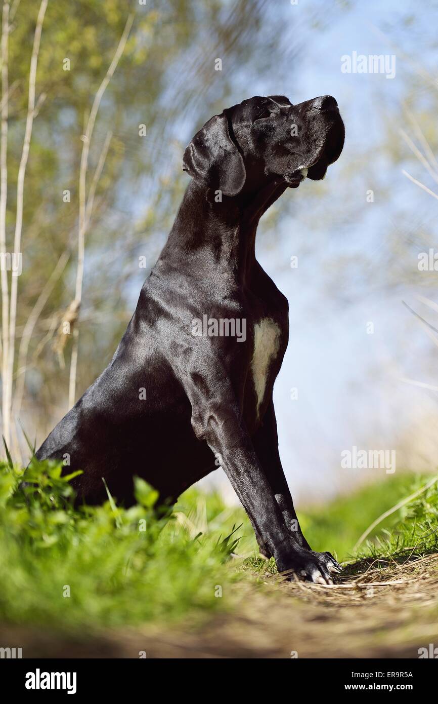 sitting Great Dane Stock Photo - Alamy