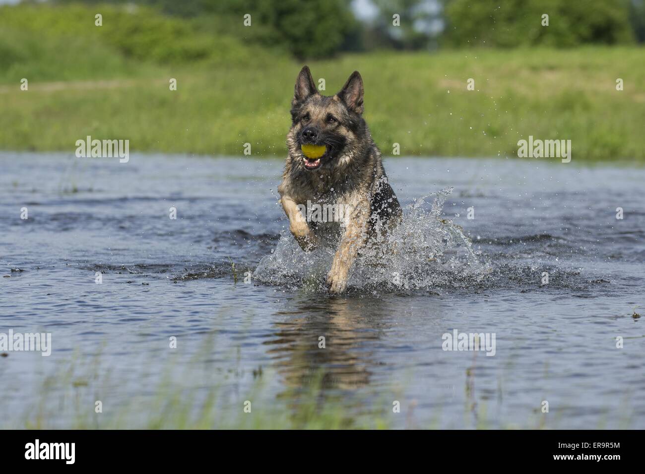 playing German Shepherd Stock Photo - Alamy