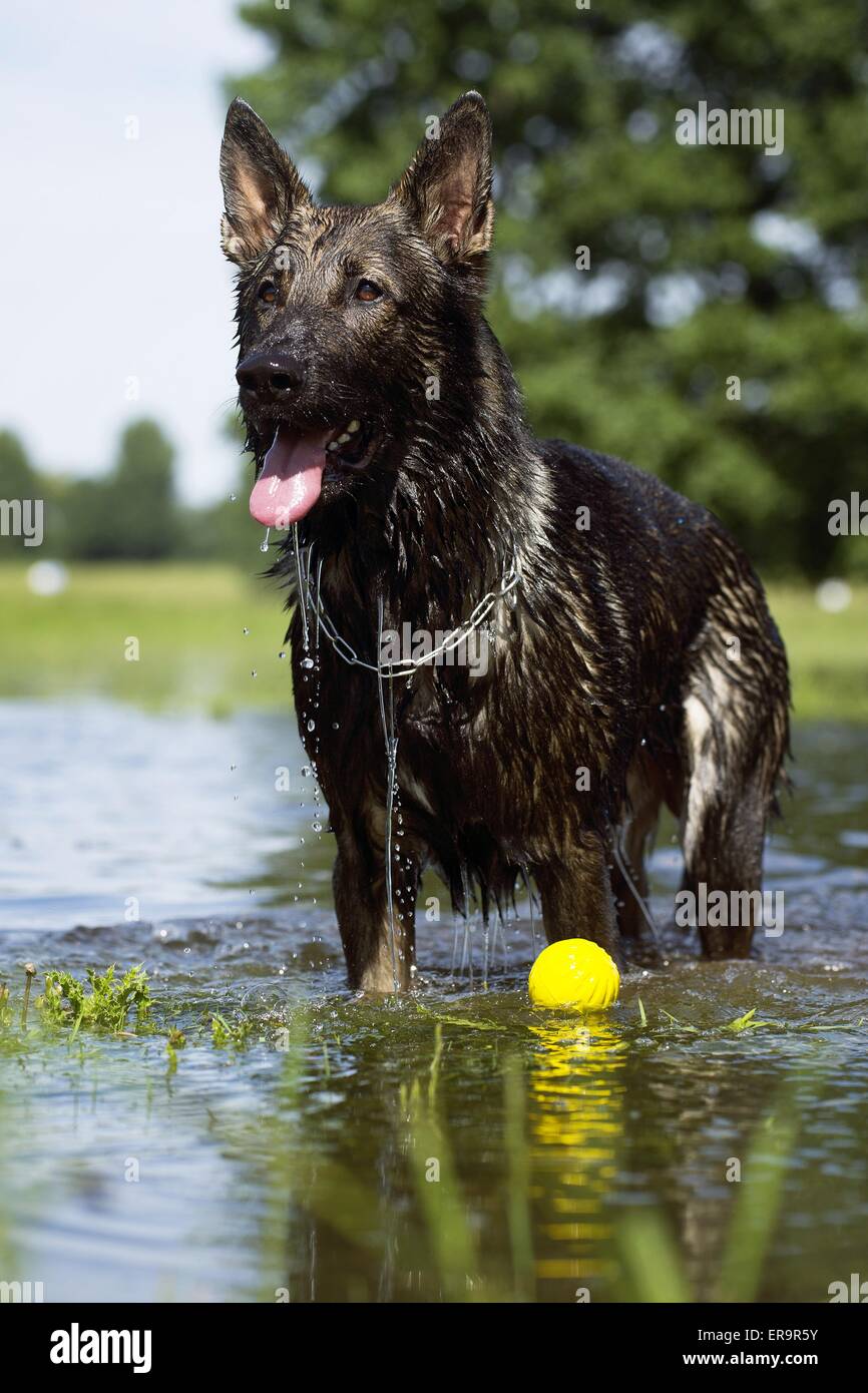 bathing German Shepherd Stock Photo - Alamy