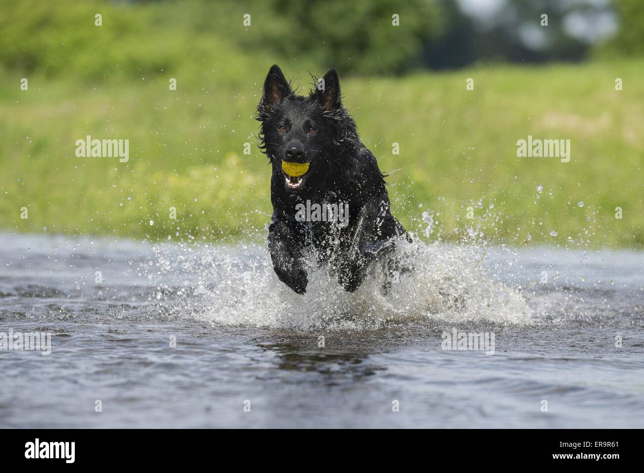 playing German Shepherd Stock Photo - Alamy