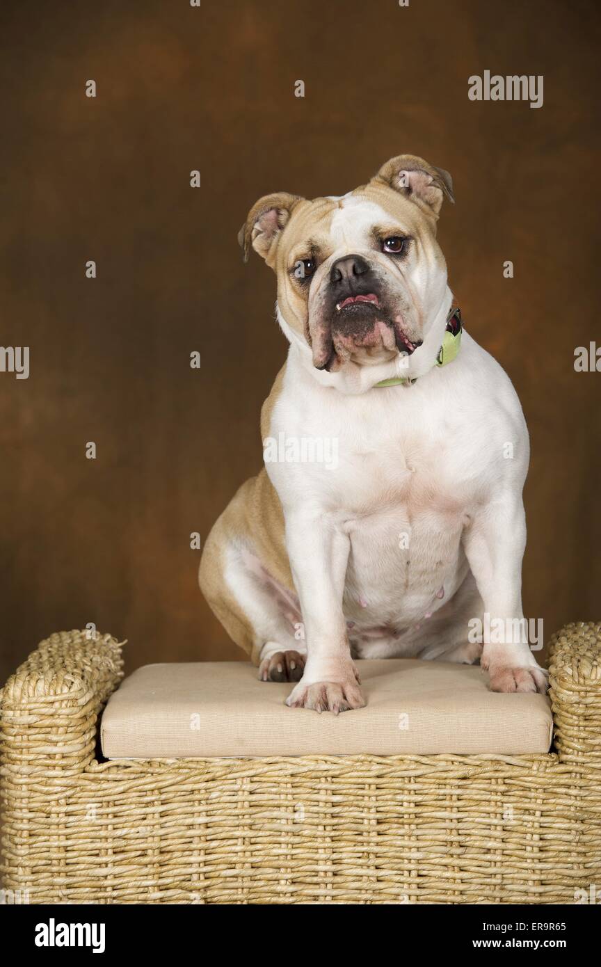 sitting English Bulldog Stock Photo - Alamy