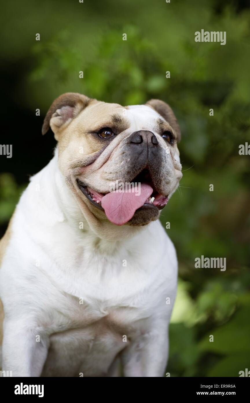 English Bulldog portrait Stock Photo - Alamy
