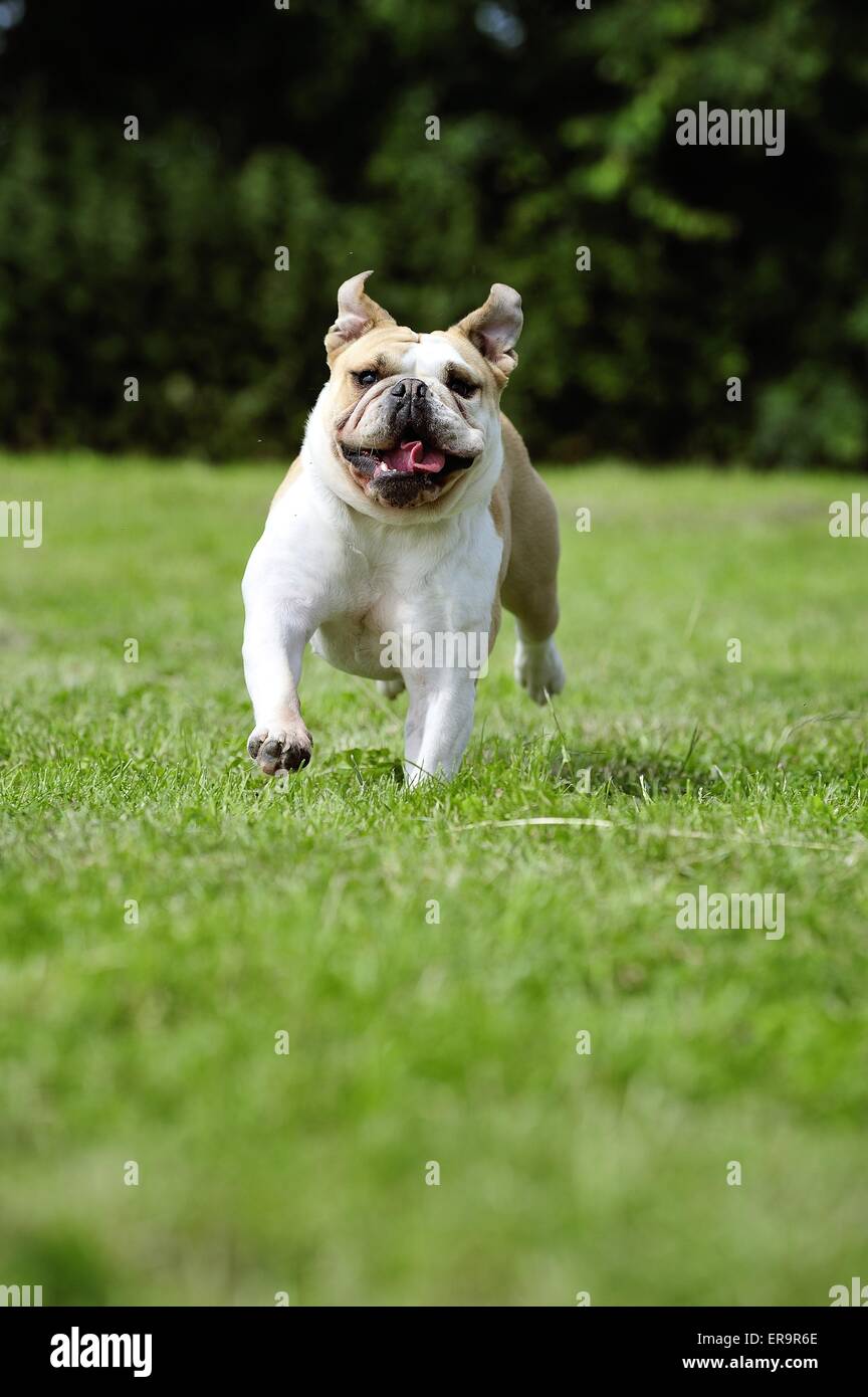 running English Bulldog Stock Photo - Alamy
