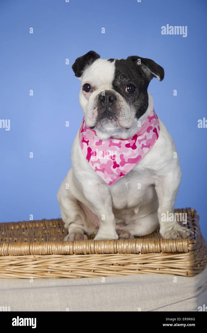 sitting French Bulldog Stock Photo - Alamy