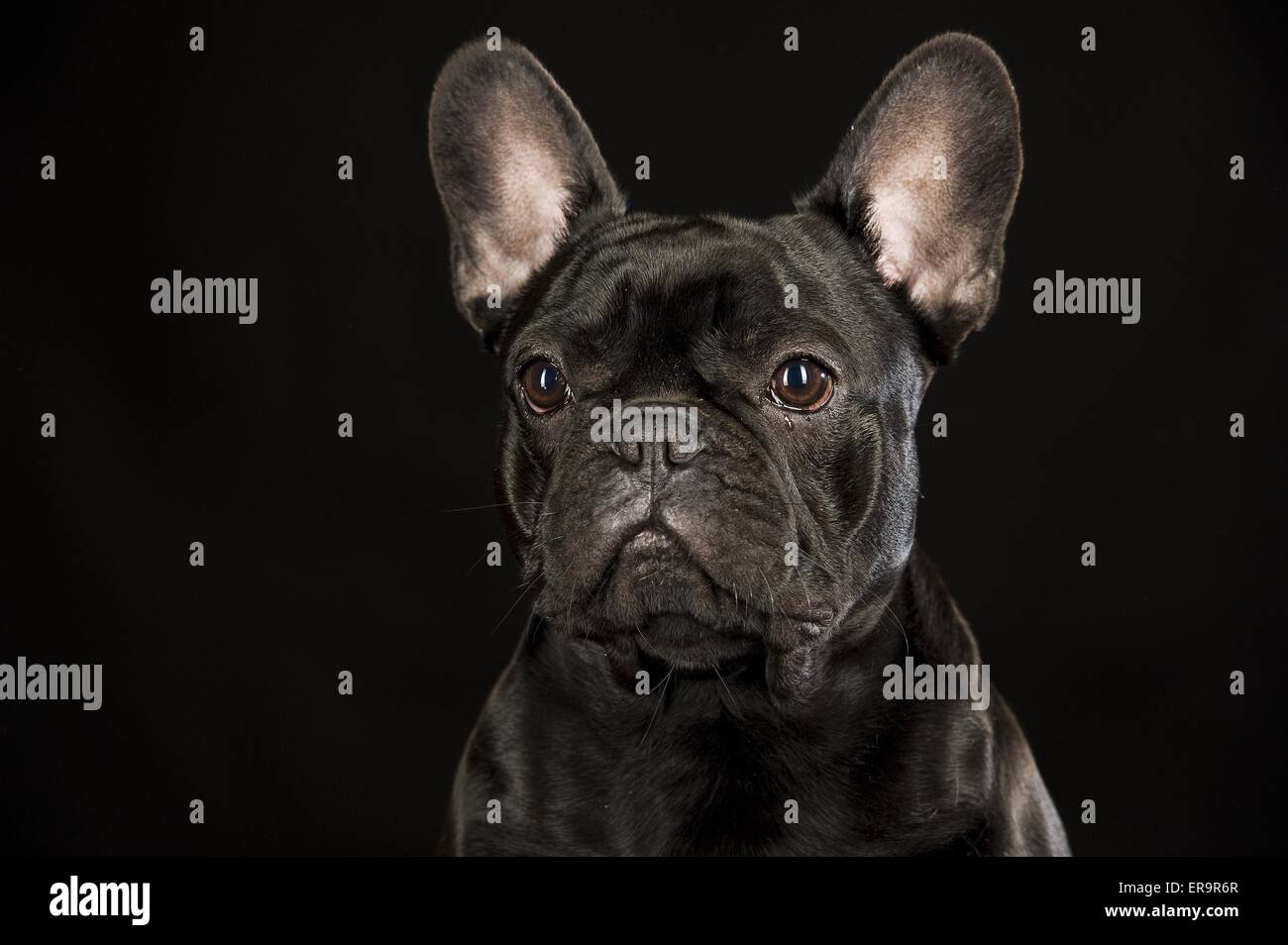 French Bulldog Portrait Stock Photo - Alamy