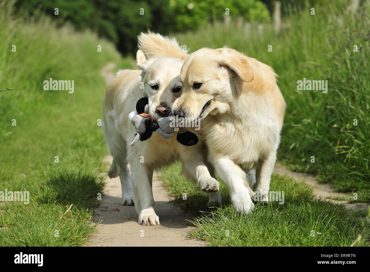 2 Golden Retriever Stock Photo - Alamy