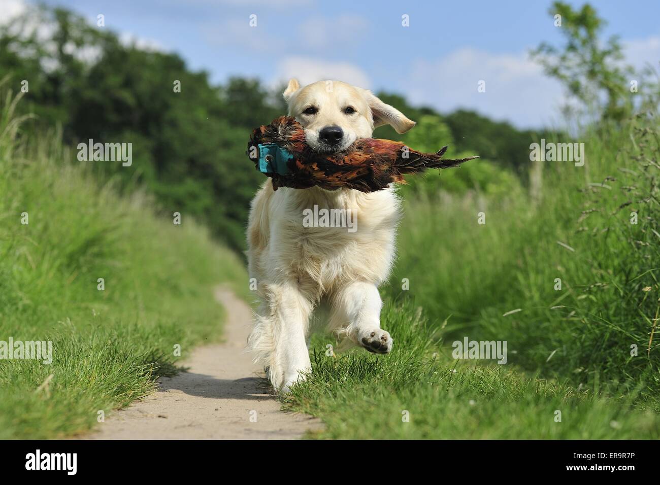 retrieving Golden Retriever Stock Photo - Alamy