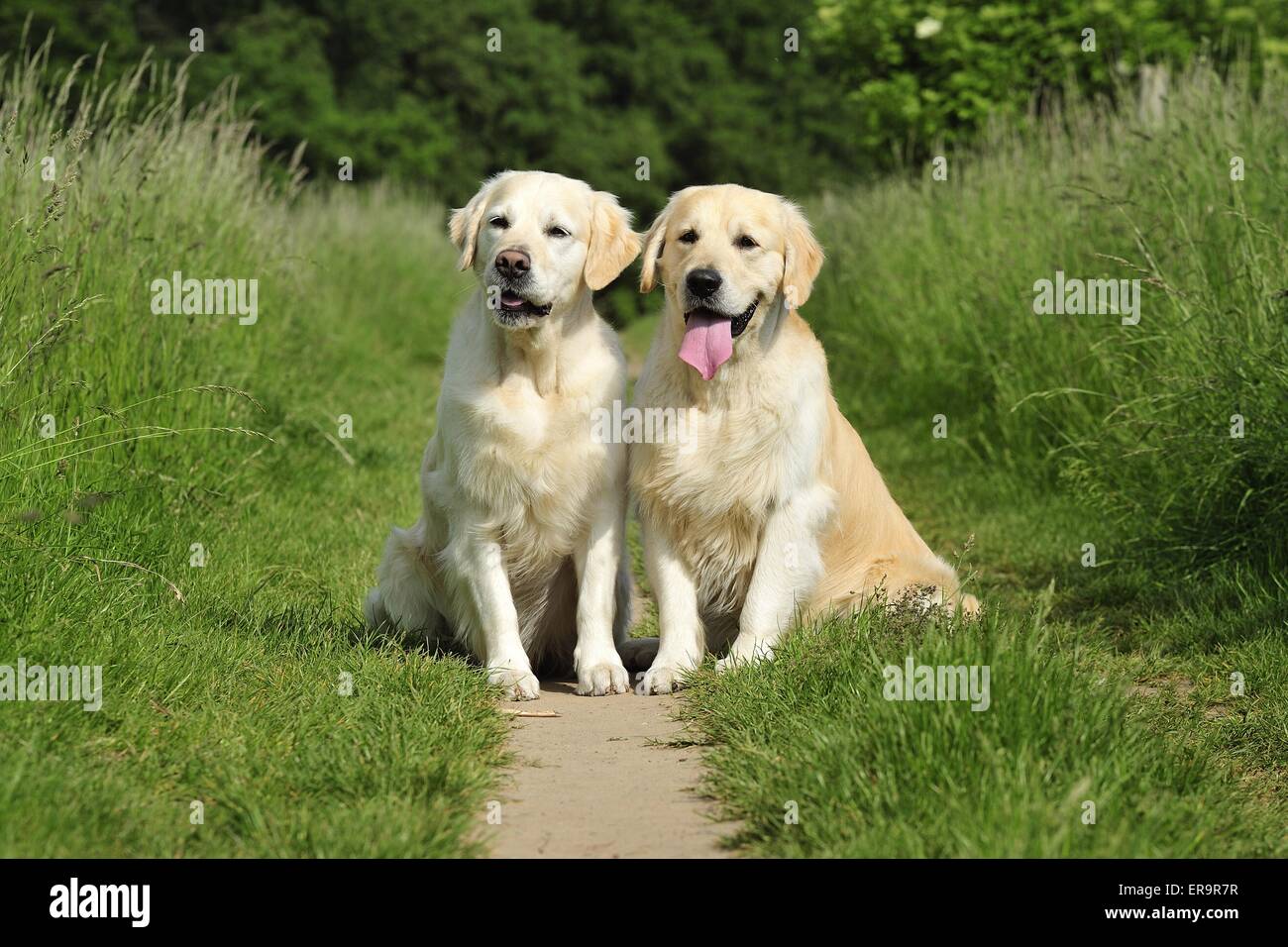 2 Golden Retriever Stock Photo - Alamy