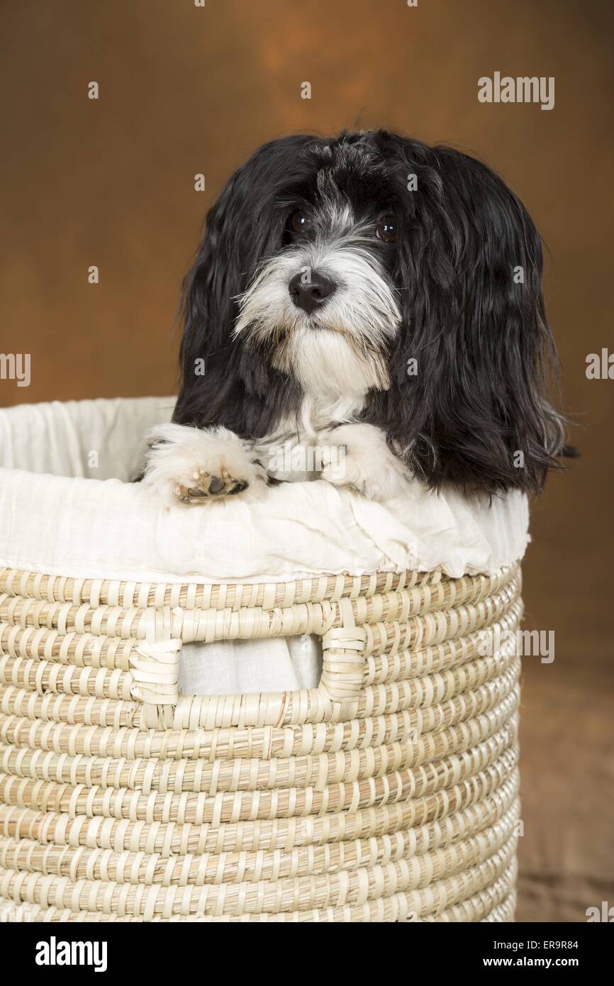 White havanese dog hi-res stock photography and images - Alamy