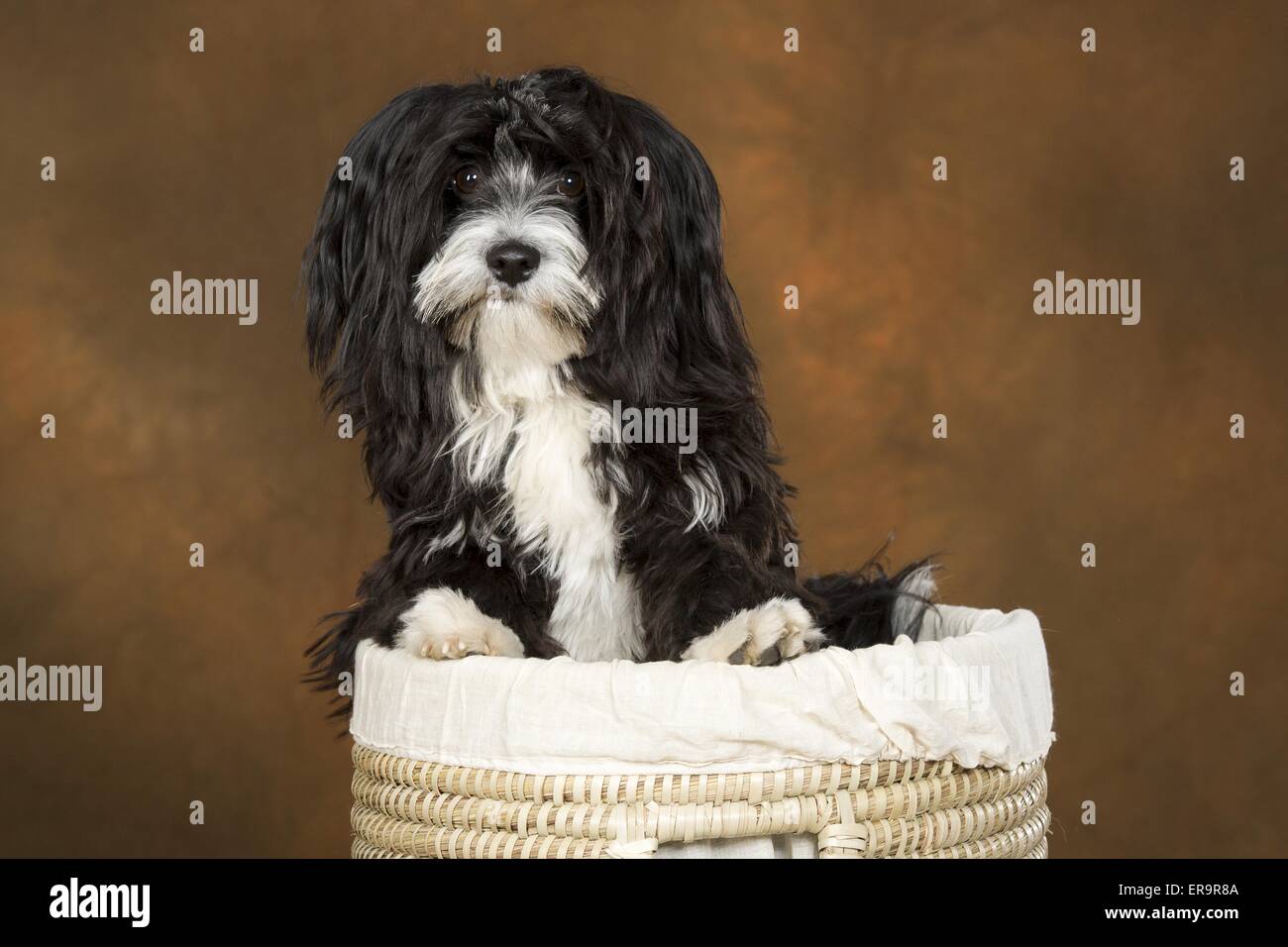 White havanese dog hi-res stock photography and images - Alamy