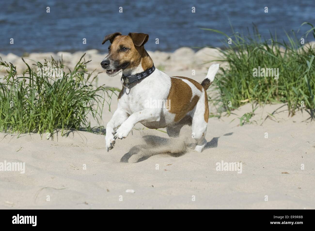 running Jack Russell Terrier Stock Photo - Alamy